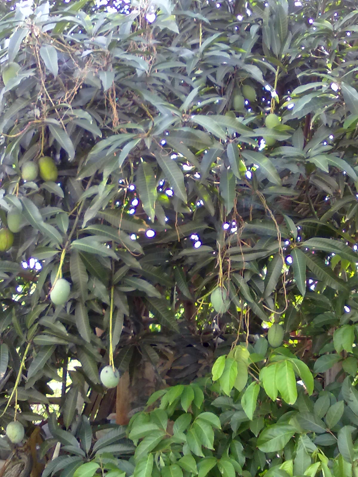 myfamily: Buah Kuini....